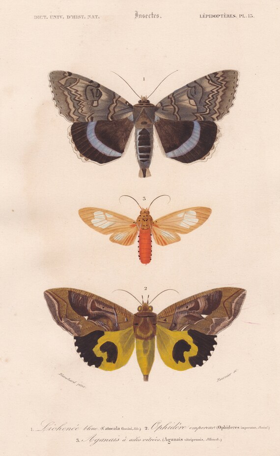 Antique Original Moths Hawk-Moths Print Charles d\u2019Orbigny ...