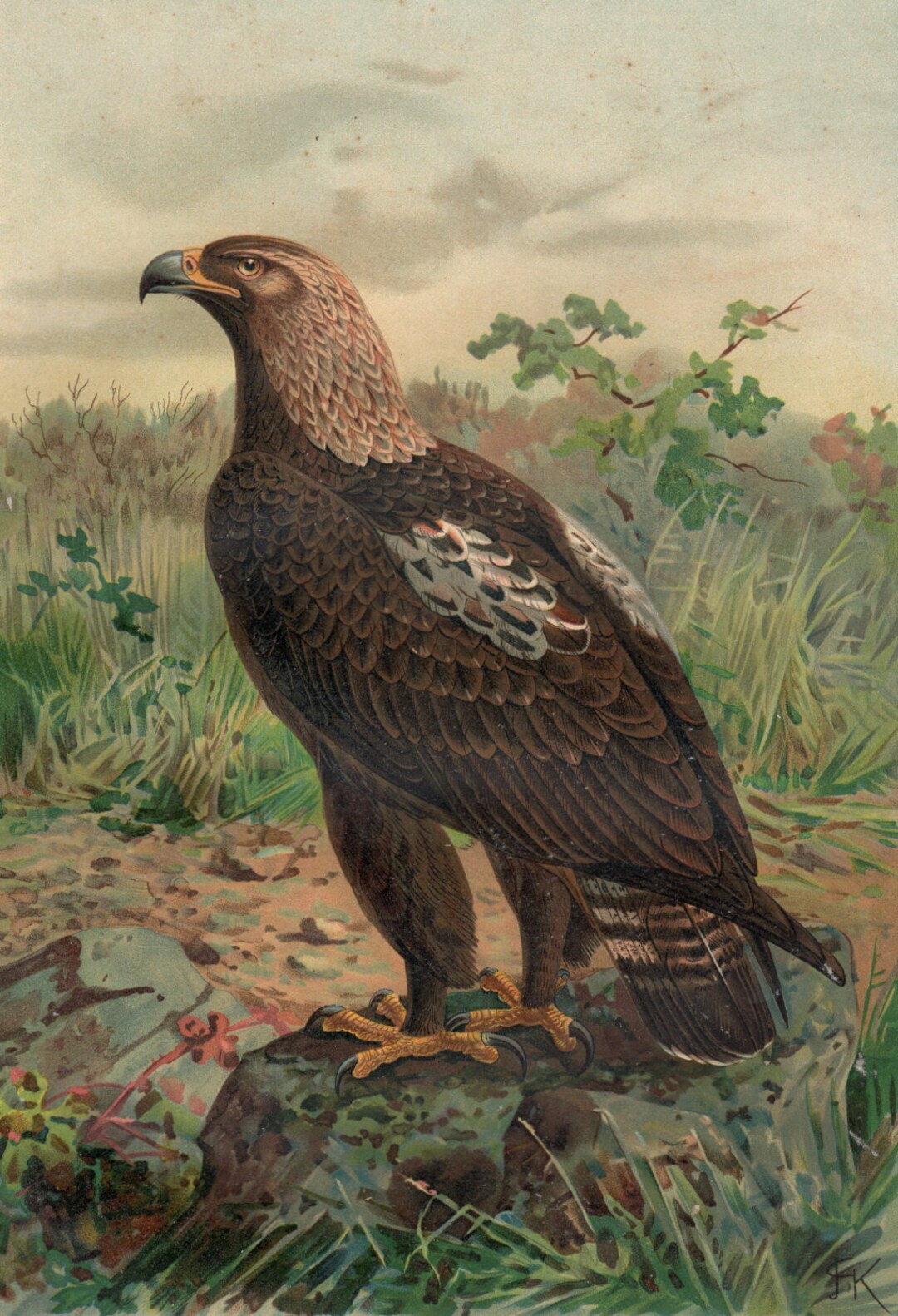 1895 Rare Antique Imperial Eagle Chromolithograph Published 1895-1905 ...