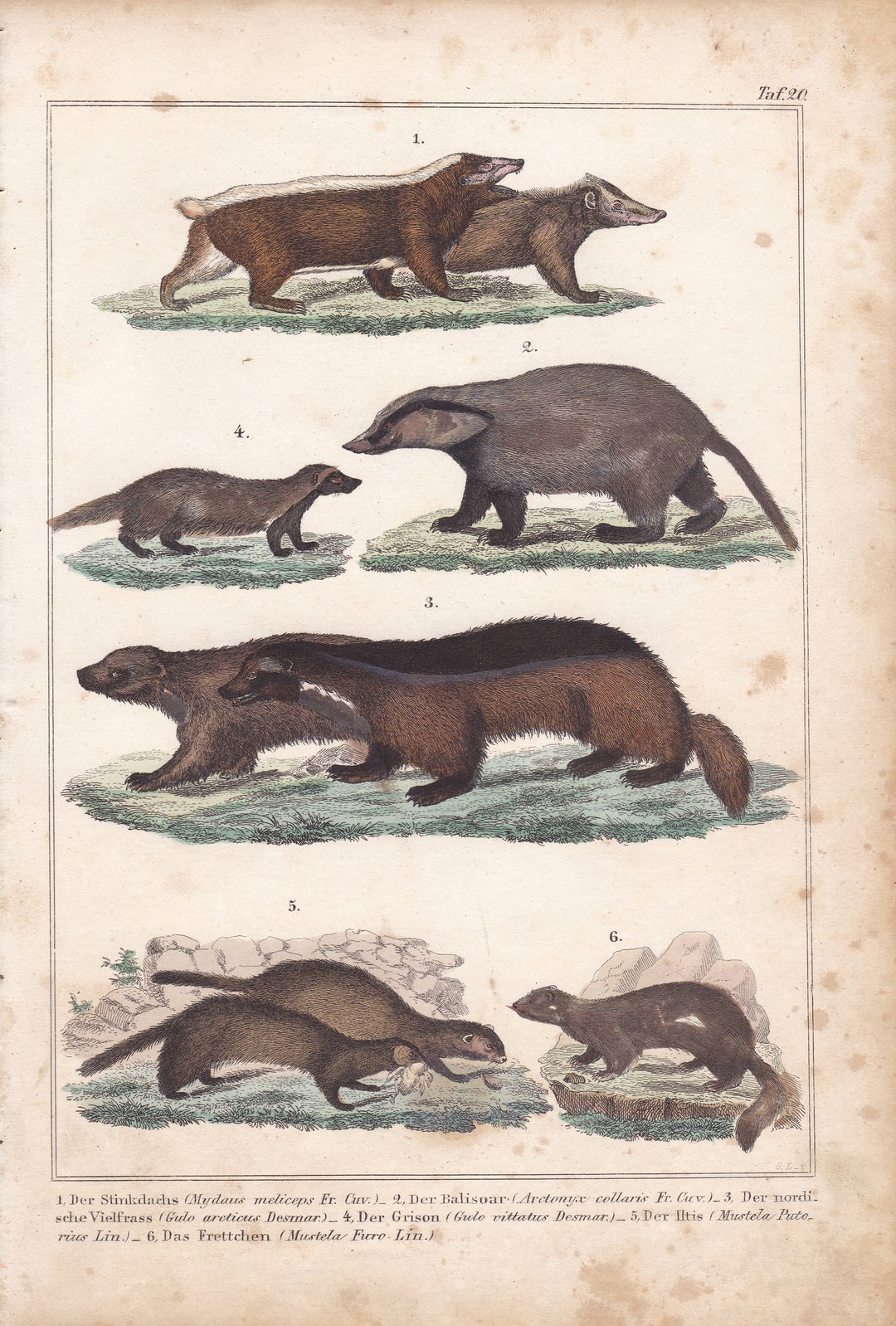 1847 Antqiue Badger Racoon Species Mammal Hand Coloured Engraving ...