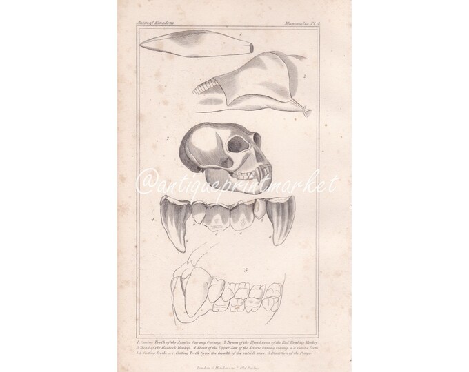1834 Antique Original Engraving Print Monkey Skull Teetch Orangutang ...