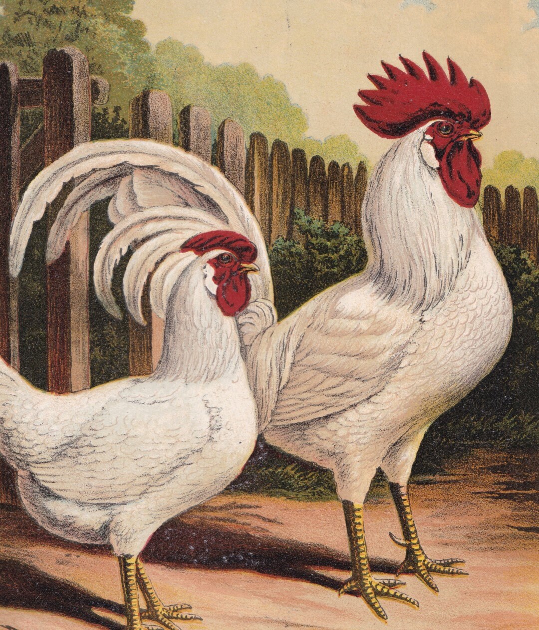 Antique Farmyard Chickens Hens Rooster Country Life Farming Eggs ...