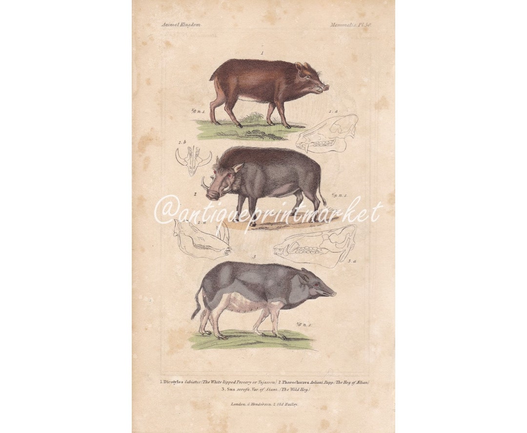Rare Antique White Lipped Peccary Hog Pig Boar Original 1834 George ...