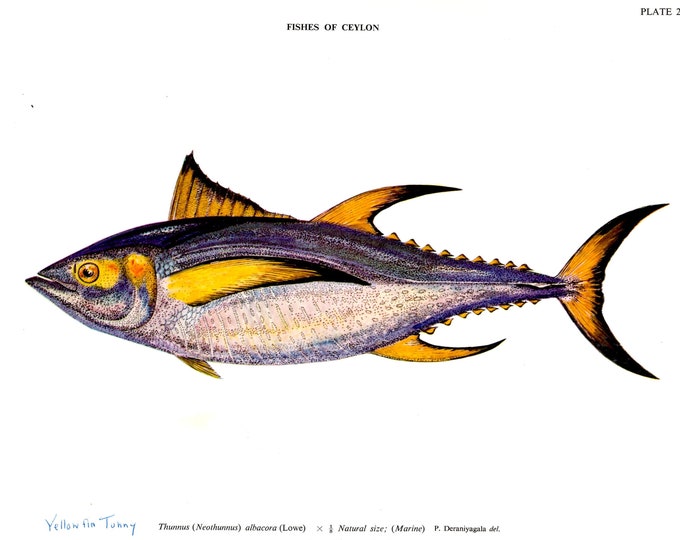 Superb Large Original 1952 Vintage Tuna Fish Print From the Colored ...