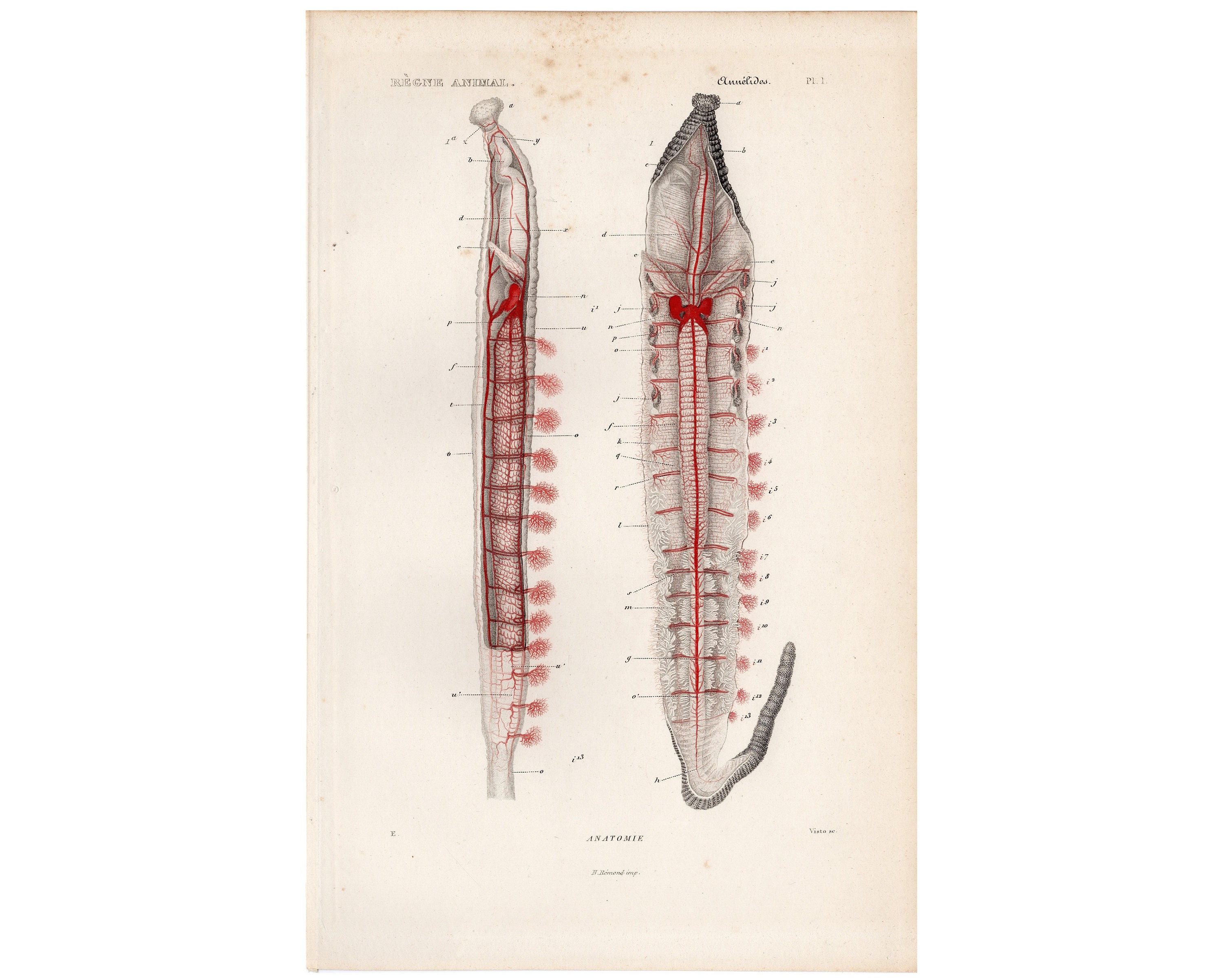 Annelid Worm Anatomy 1836 Antique Original Engraving Le Règne - Etsy