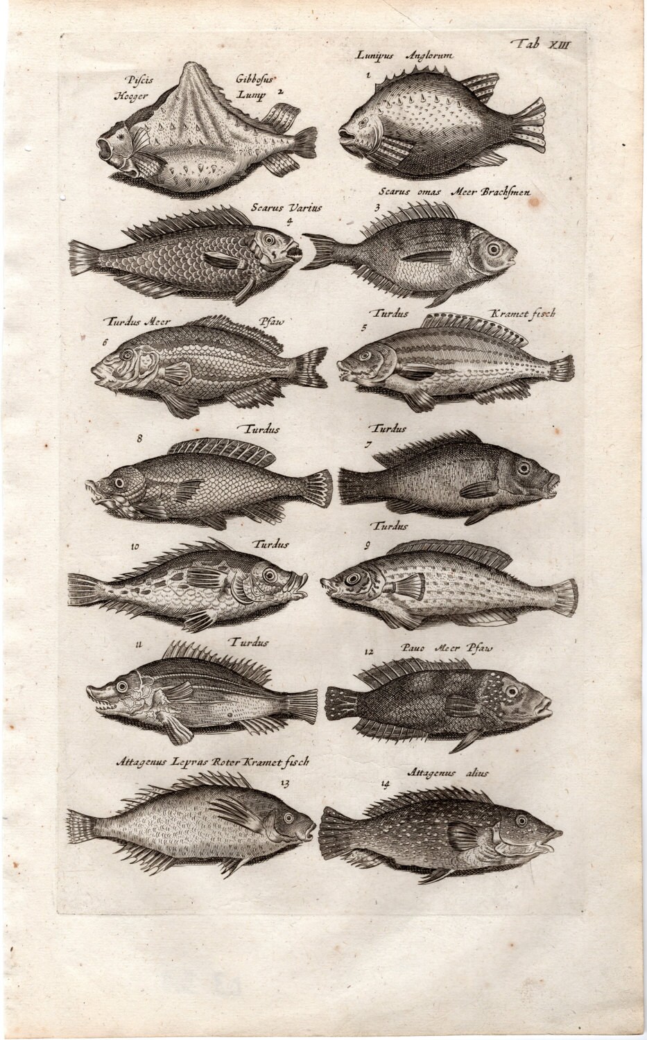 ANIMAL ASSORTMENT engravings original antique prints set of 14 fish ...