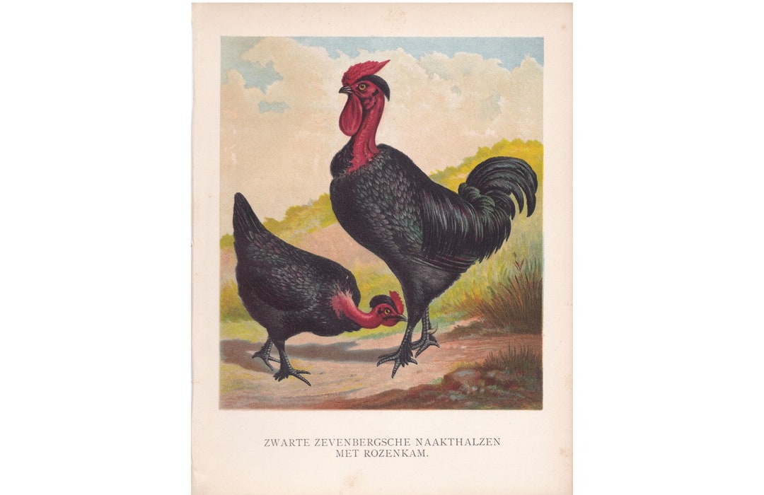 Antique Farmyard Chickens Hens Rooster Country Life Farming Eggs ...