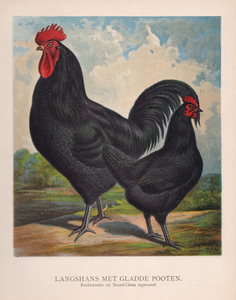 Antique Farmyard Chickens Hens Rooster Country Life Farming Eggs ...