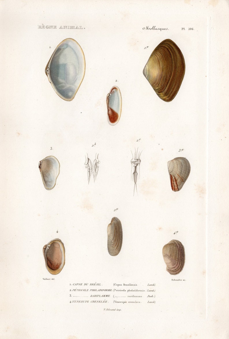 1836 Antique Original Engraving Le Règne Animal Paris Molluscs ...