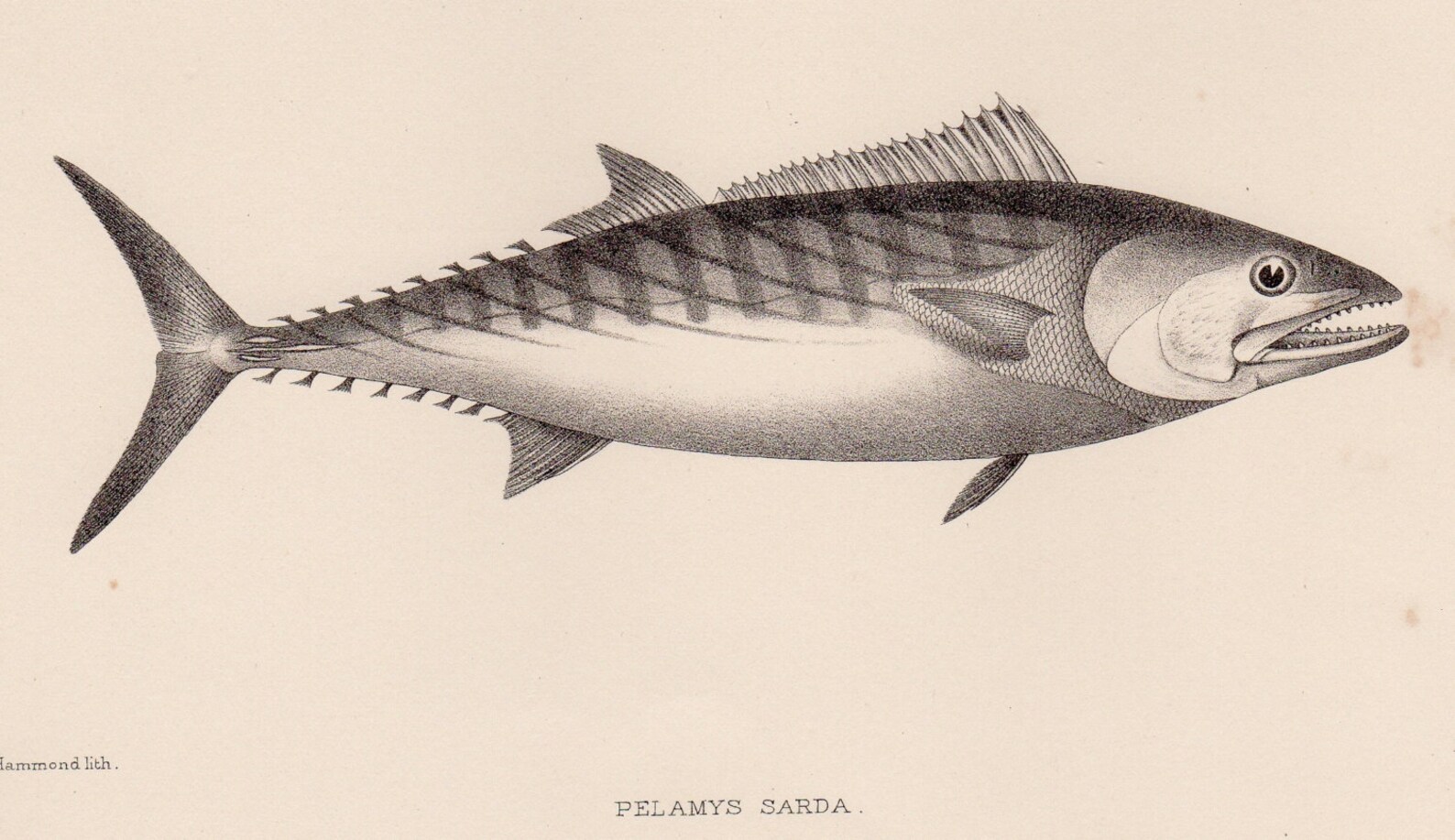 1884 Antique Striped Bonito Lithograph the Fishes of Great Britain ...