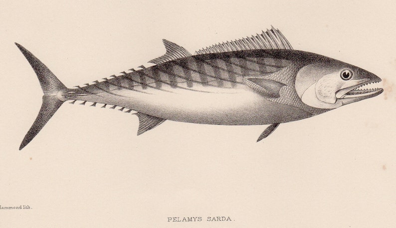 1884 Antique Striped Bonito Lithograph the Fishes of Great Britain ...