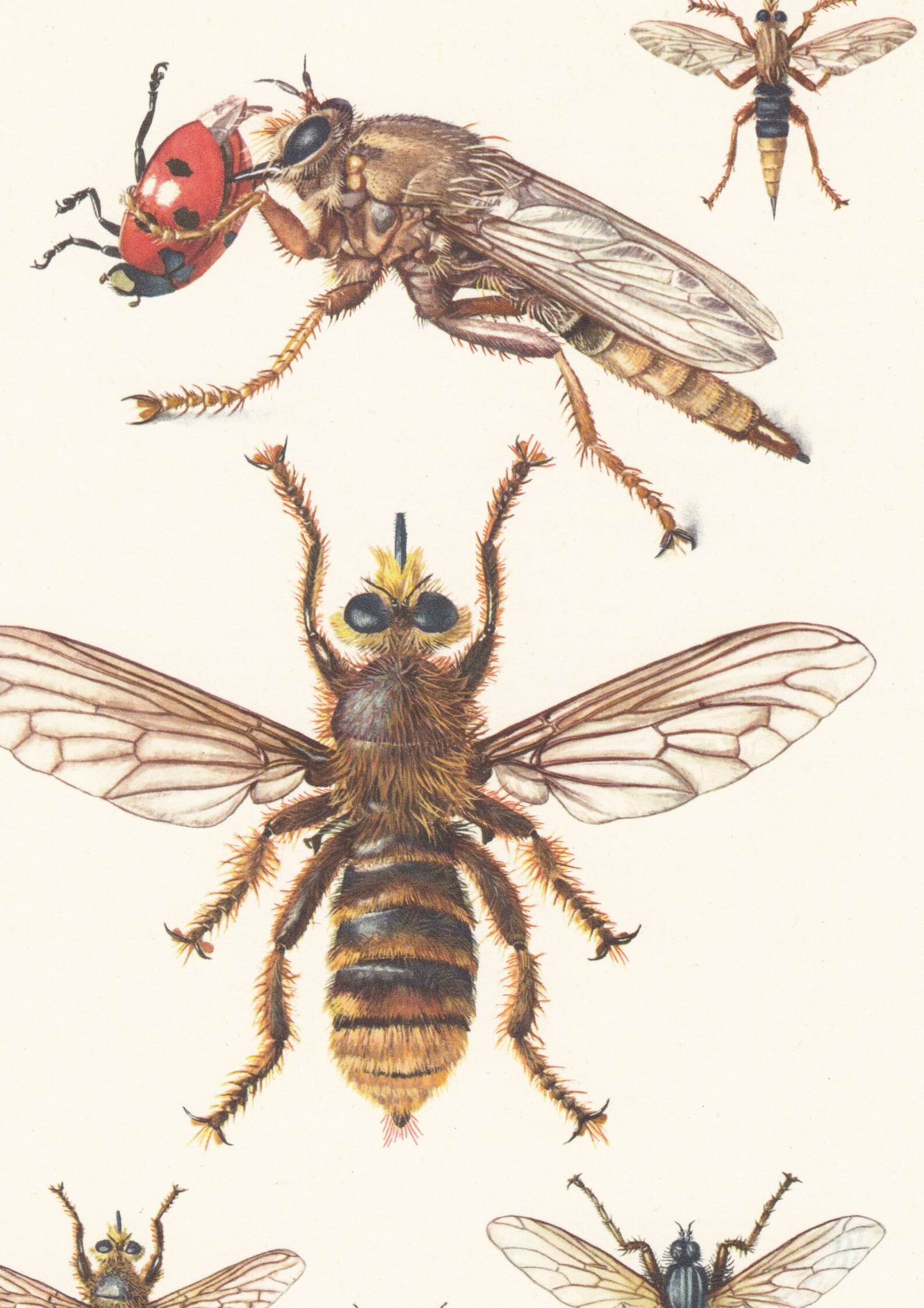 Original Vintage 1961 Wasps Insect Print Insectes D'europe - Etsy