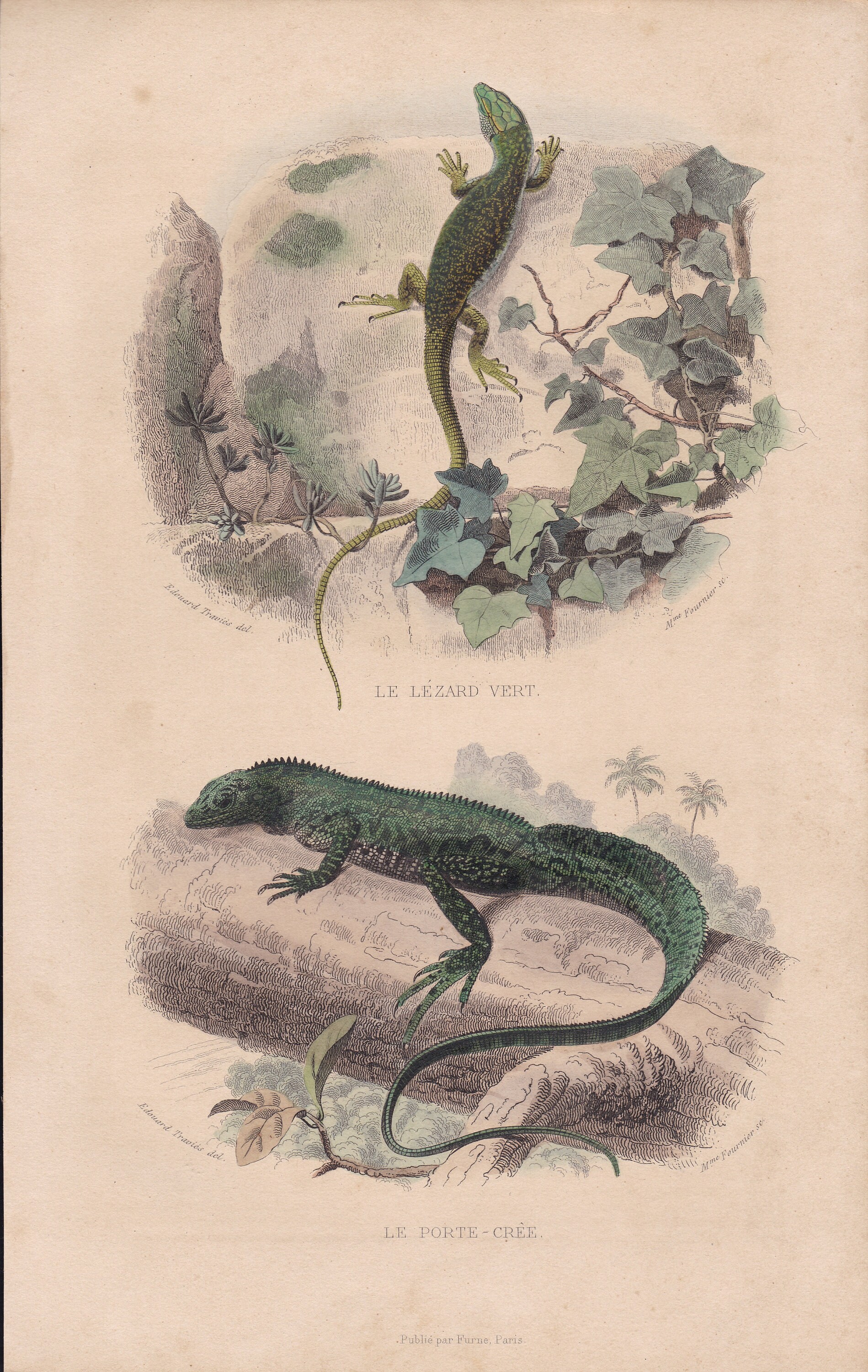 Prints 1839 Rare Antique Gecko Green Horned Spikey Lizard Reptile ...