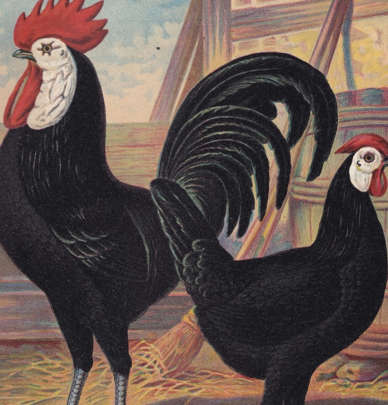 Antique Farmyard Chickens Hens Rooster Country Life Farming Eggs ...