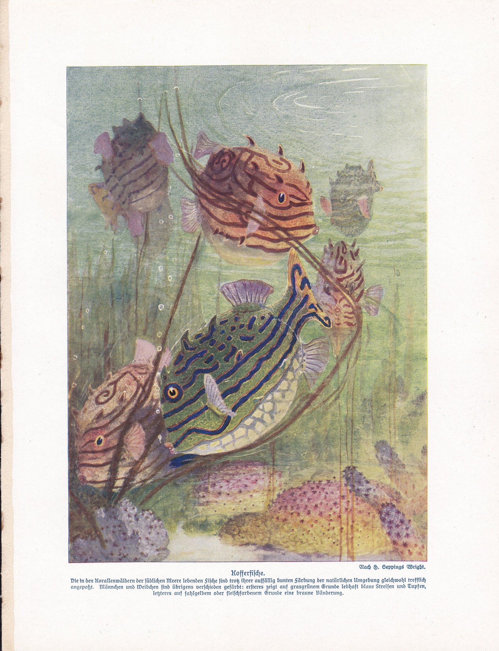 Antique 1900 Exotic Fish Boxfish Trunkfish Pufferfish Original German ...