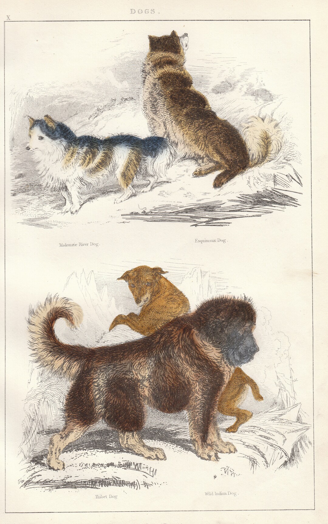 Rare Antique Original Dogs 1858 George Baron Cuvier Animal Kingdom ...
