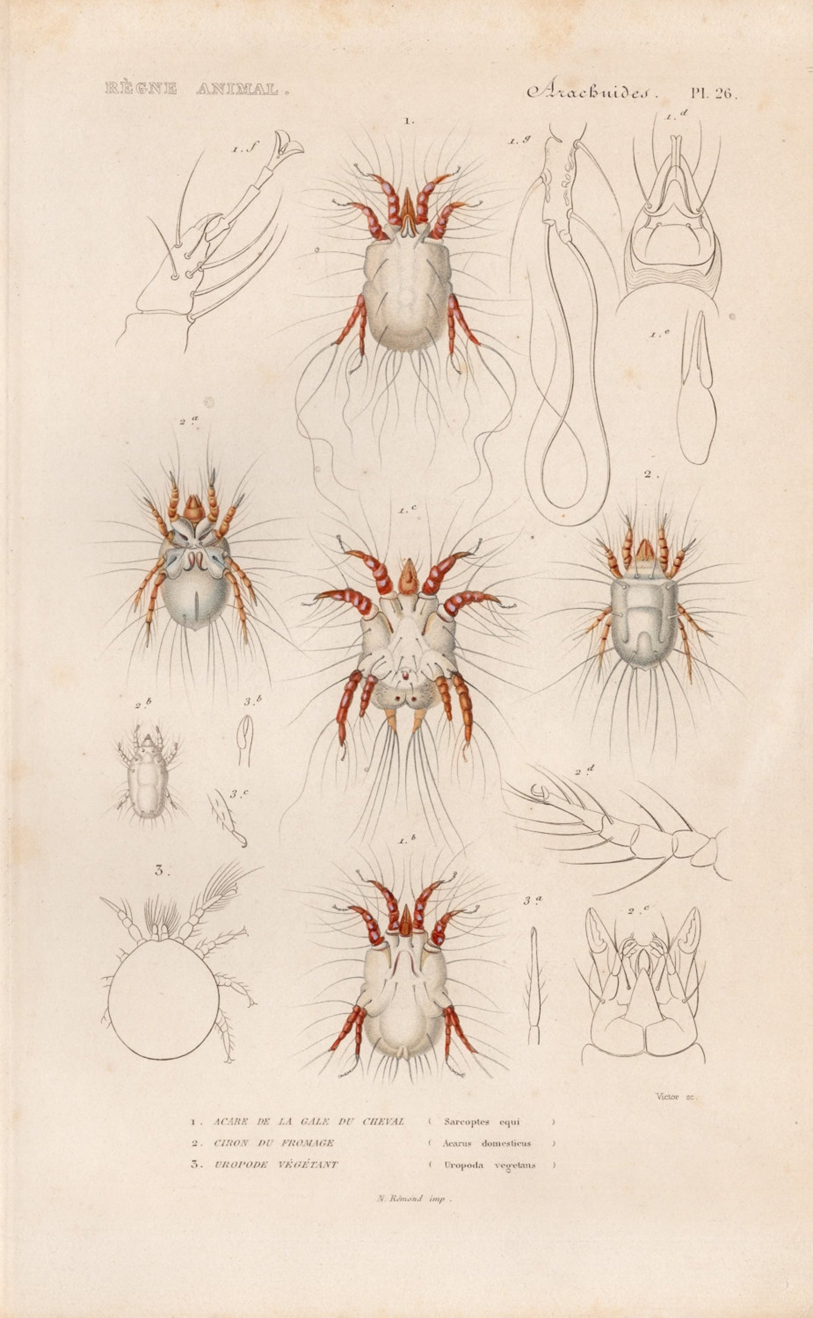 1836 Antique Original Engraving Le Règne Animal Paris Arachnid Spider ...