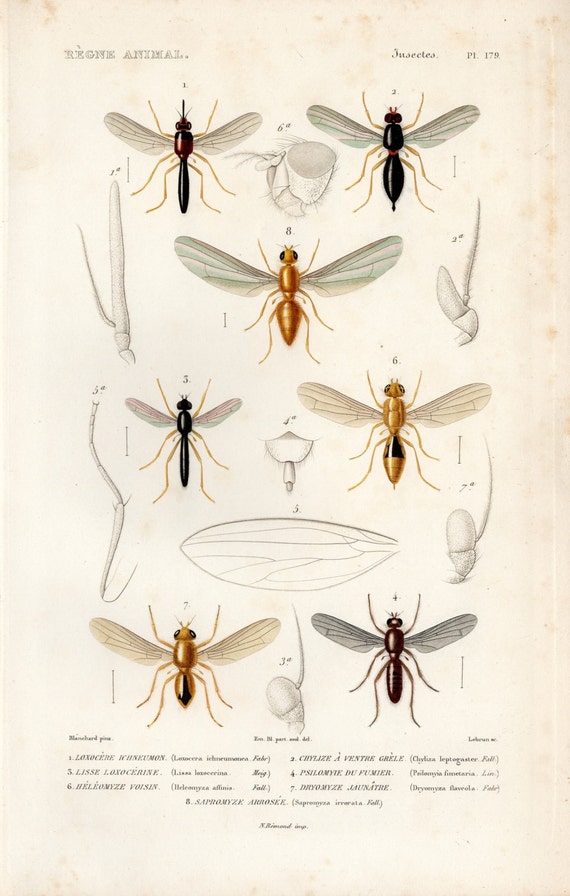 Diptera Anatomy