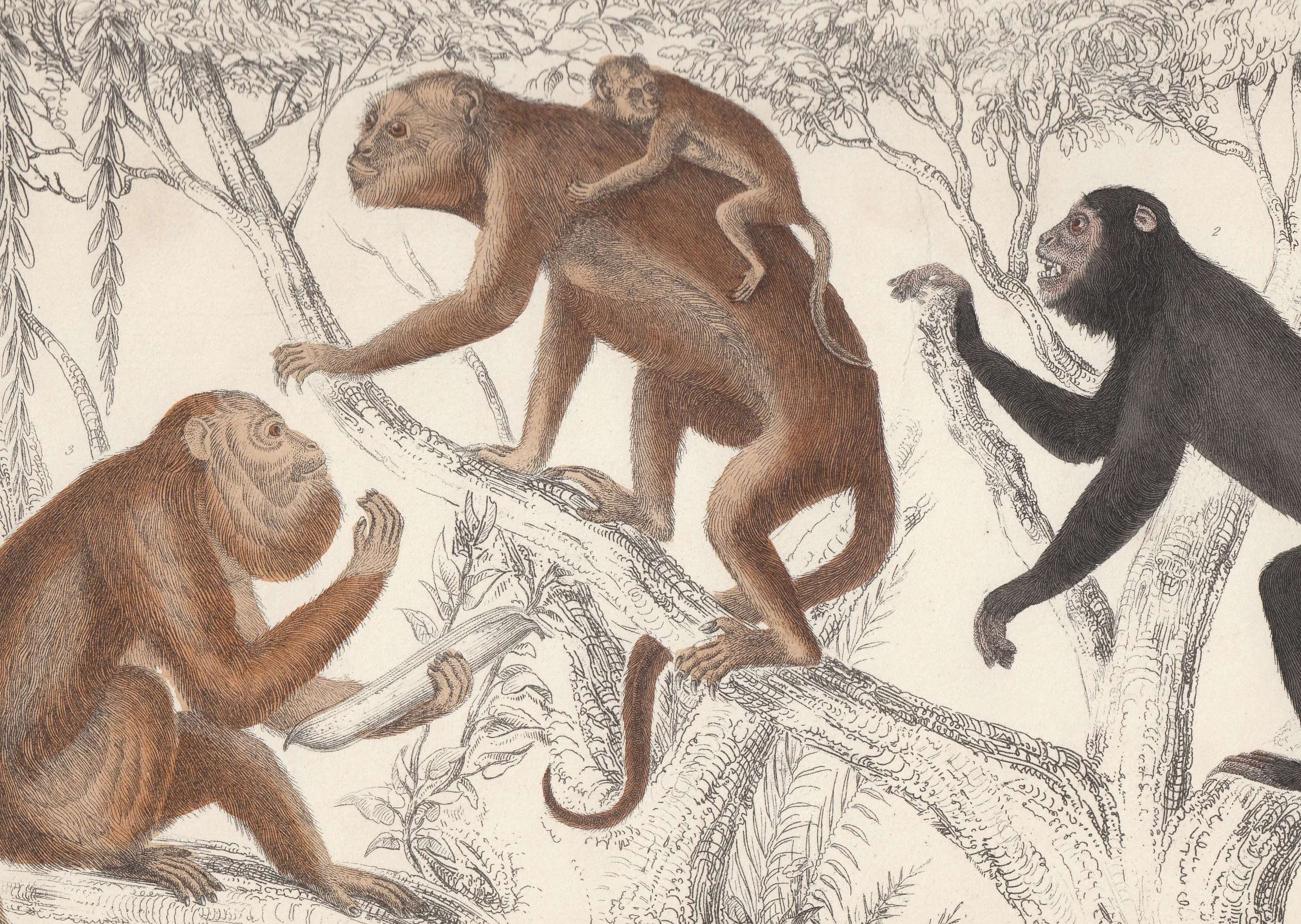 1856 Rare Antique Original Monkeys Primates Print History of Earth and ...