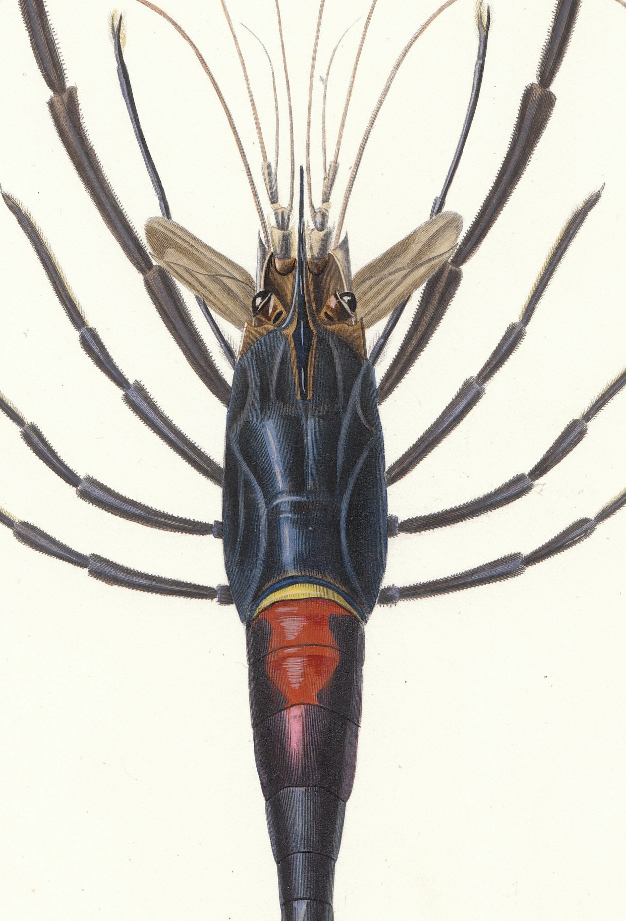 Antique Original 1849 Tahitian Prawn Print Charles D’orbigny’s ...
