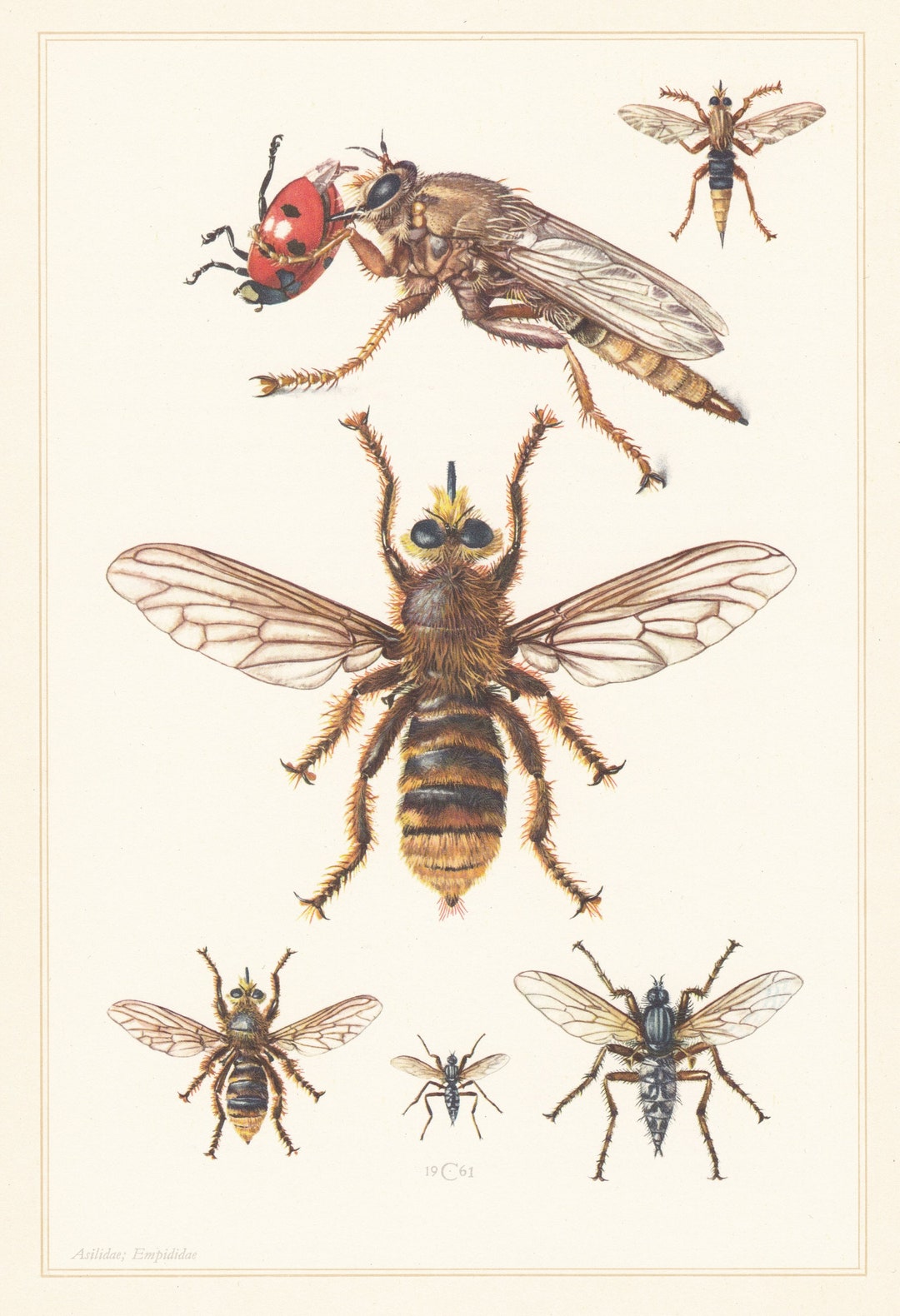 Original Vintage 1961 Wasps Insect Print Insectes D'europe Wall Display ...