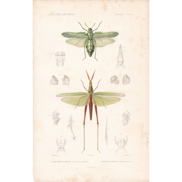 Anatomy Plates - Etsy