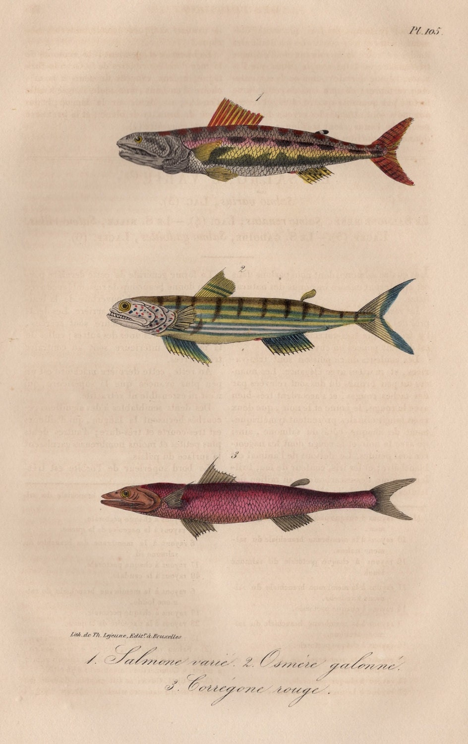 1834 Rare Antique Fish Species Original Print Plate 105 Engraving Hand ...