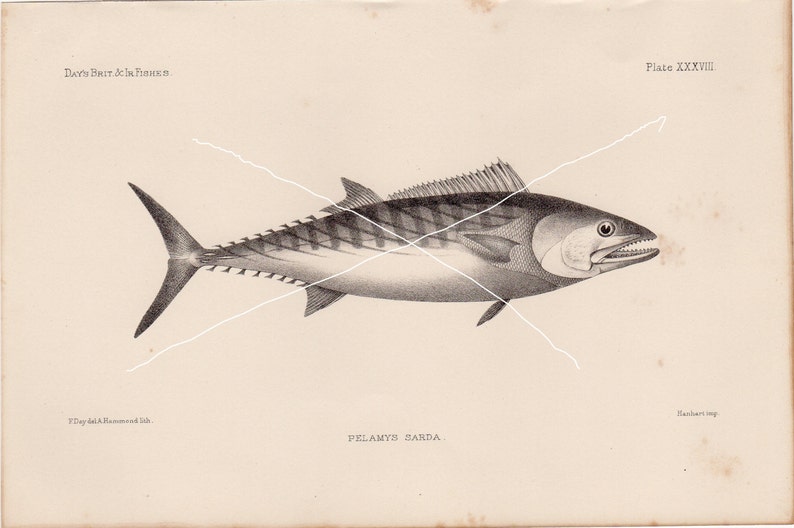 1884 Antique Striped Bonito Lithograph the Fishes of Great Britain ...