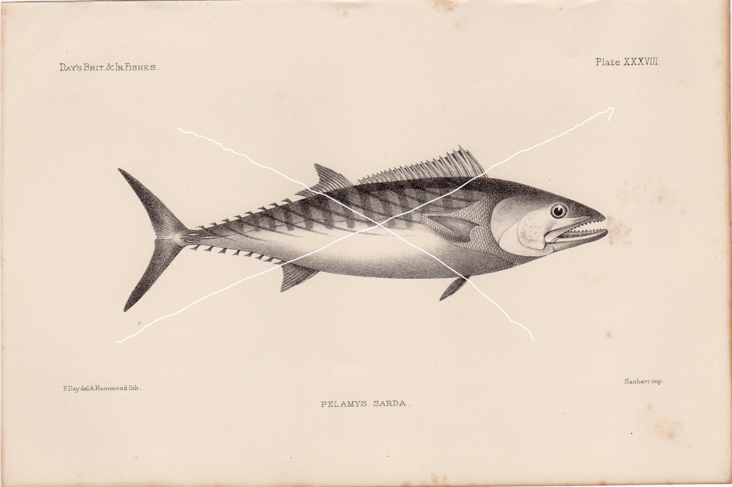 1884 Antique Striped Bonito Lithograph the Fishes of Great Britain ...
