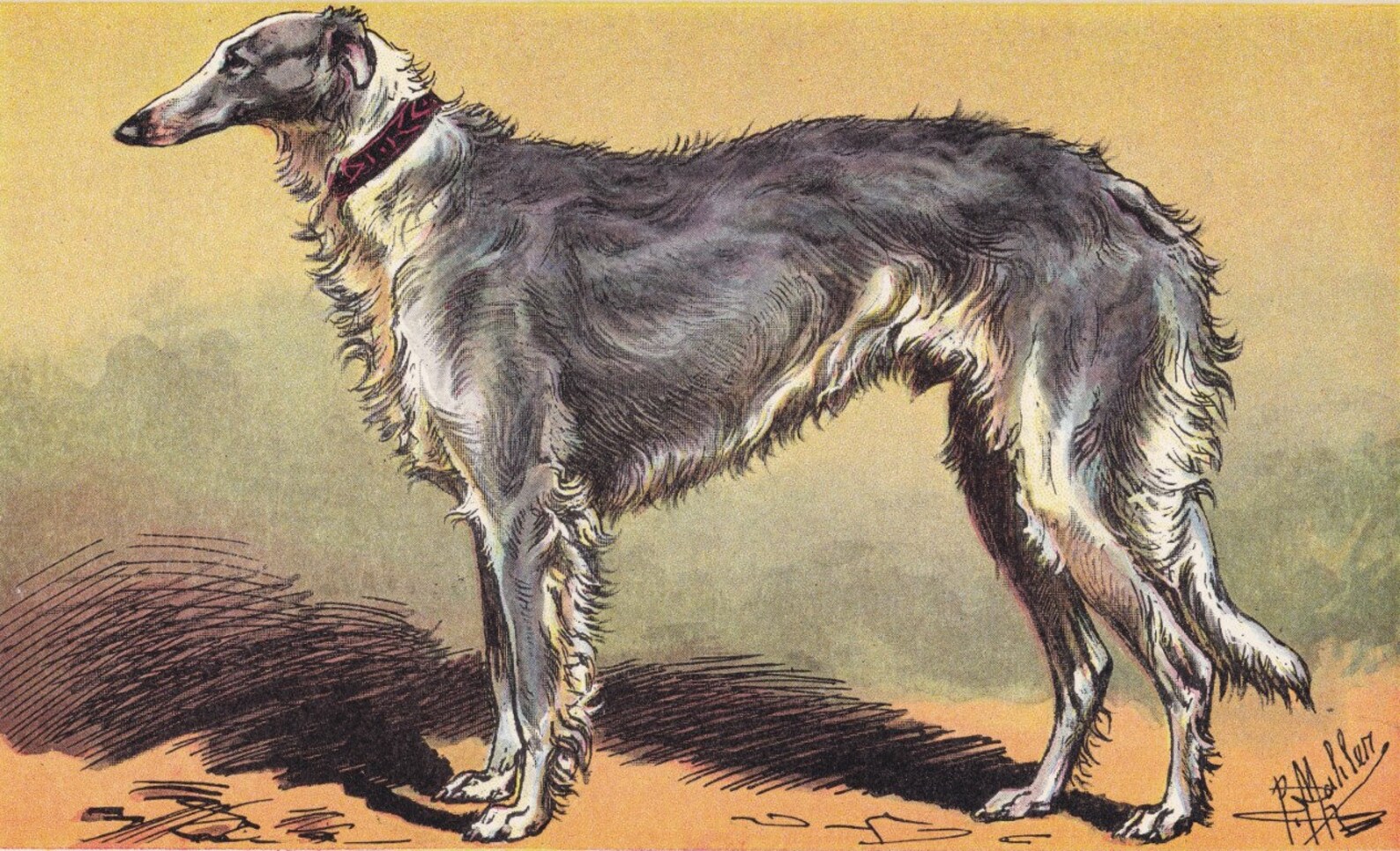 Original Vintage Hunting Borzoi Hound Dog Gundog Canine French ...