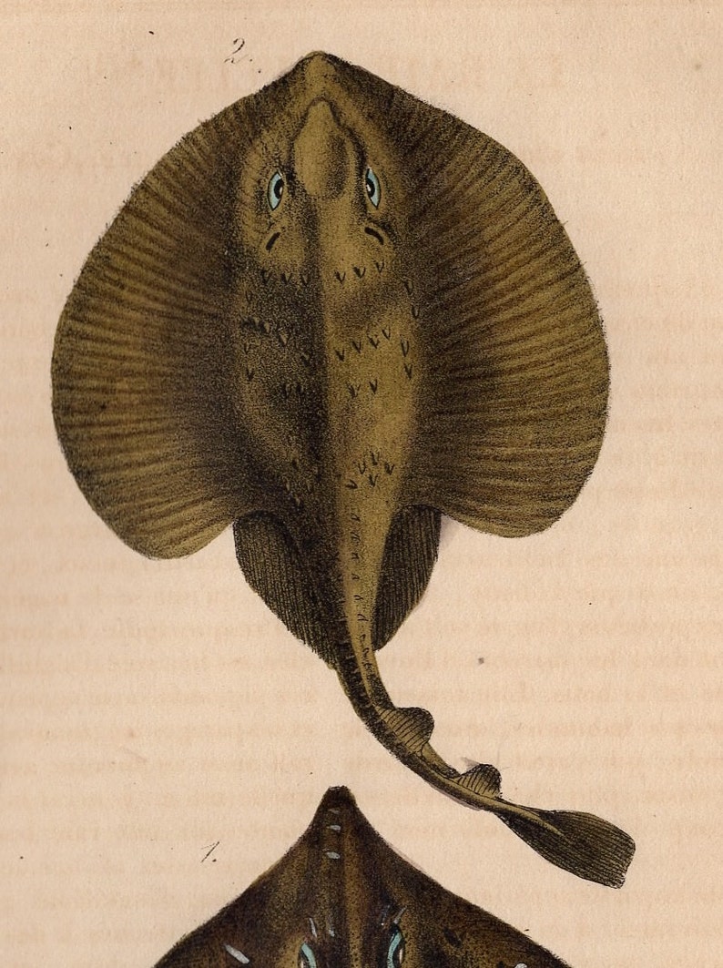 1834 Rare Antique Thornback Chinese Ray Original Print 12 - Etsy UK