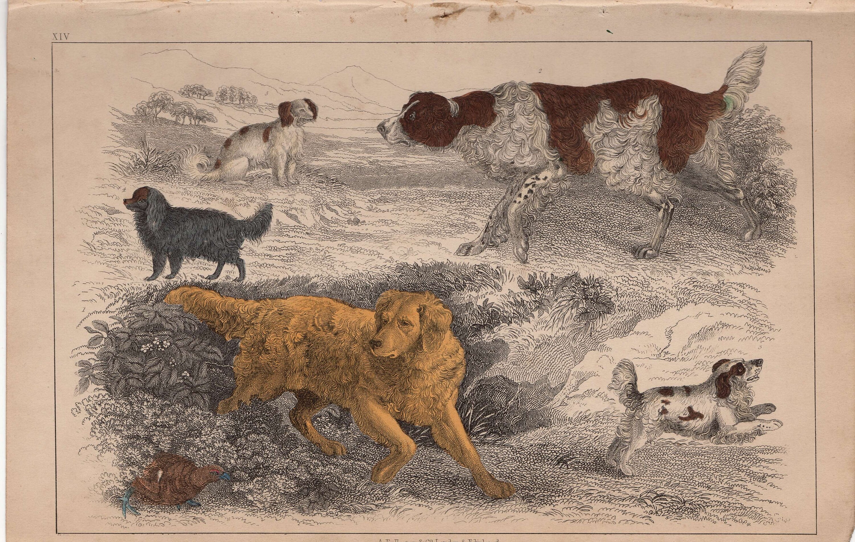 1856 Rare Antique Original Dogs Hounds Print History of Earth and ...