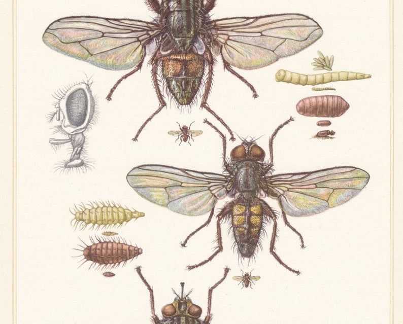 Original Vintage 1961 Fly Flies Diptera Print Insectes D'europe Wall ...