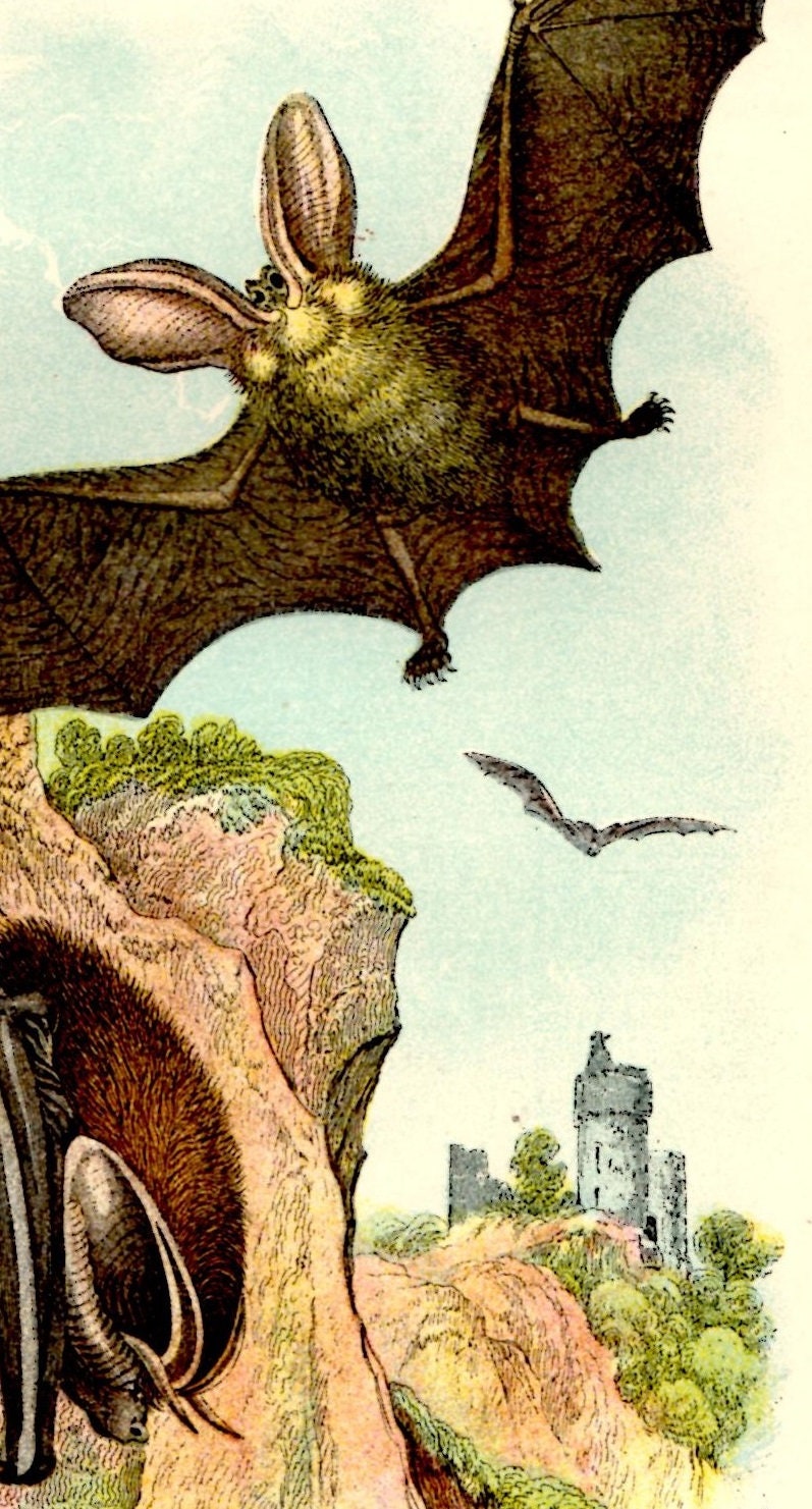 Antique 1896 Long Eared Bat Original Antique Colour Chromolithograph - Etsy