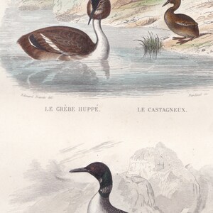 Original Antique Crested Grebe Ducks Birds Hand Colored Engraving ...