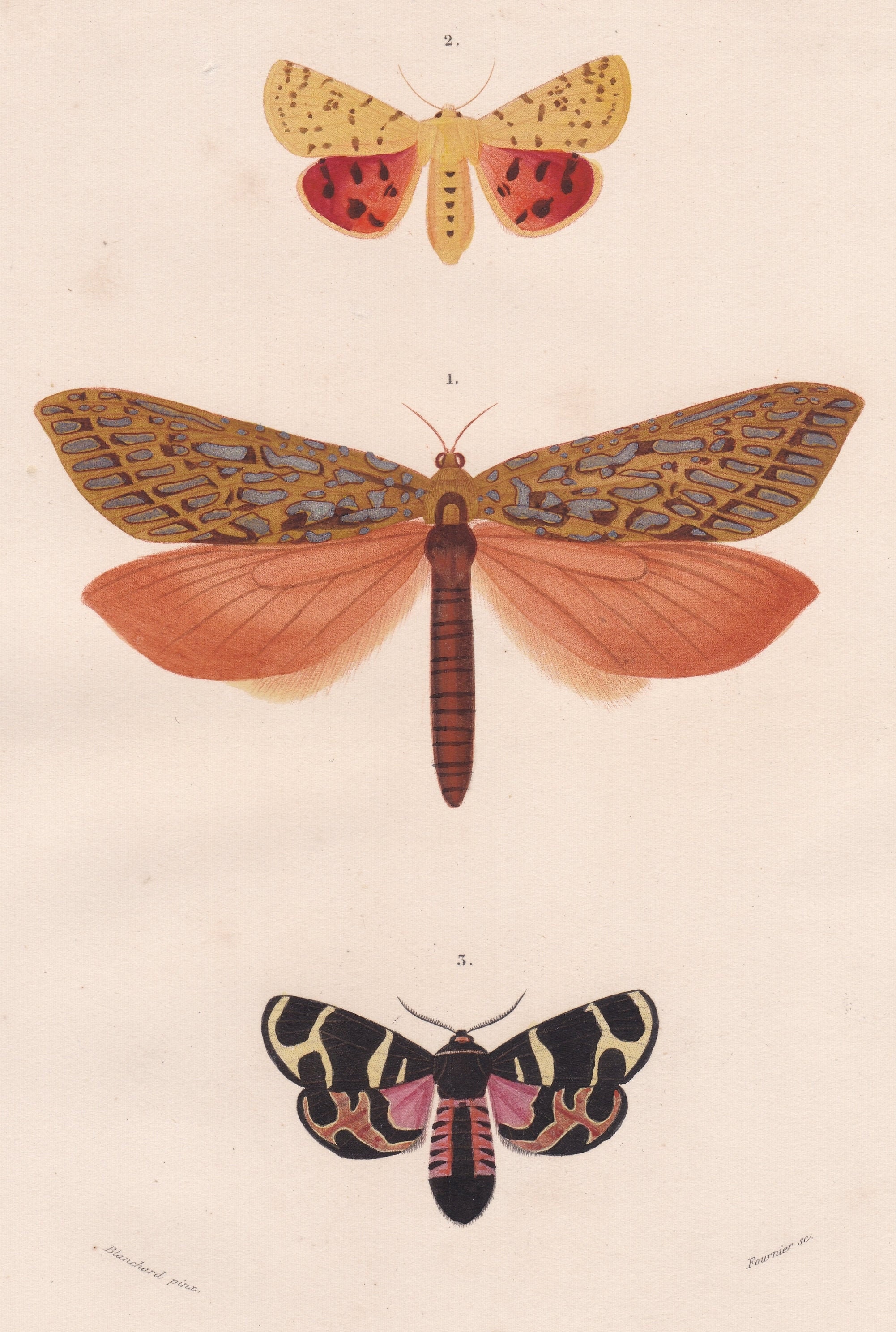 Antique Original Moths Hawk-Moths Print Charles d\u2019Orbigny ...