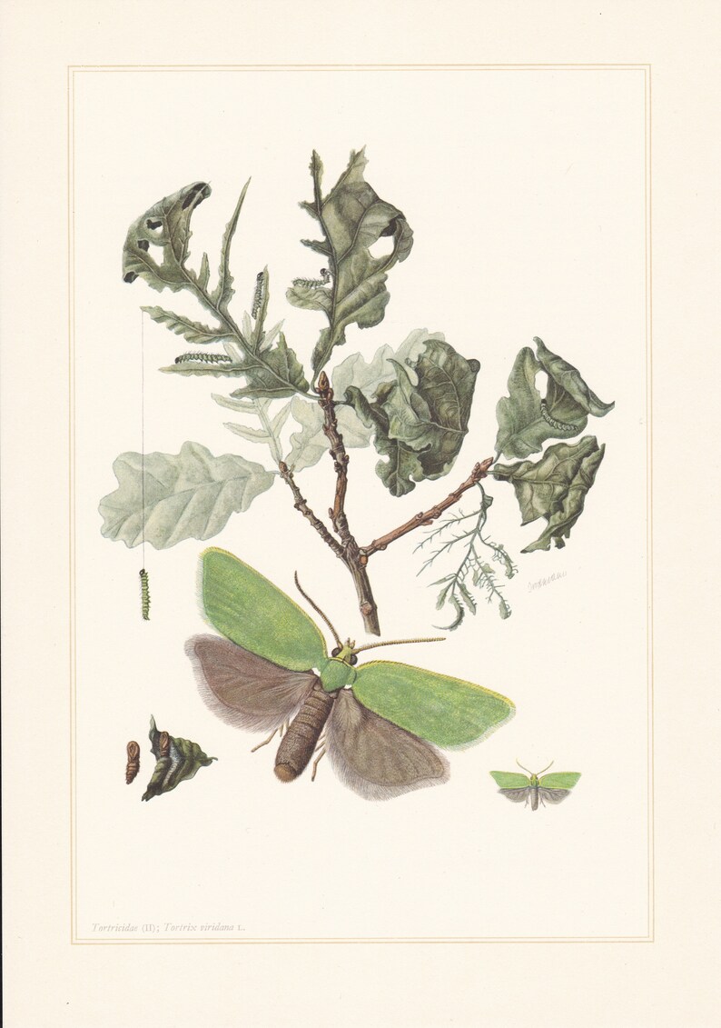 Original Vintage Tortricidae Tortrix Moth Larvae Leafroller Caterpillar ...