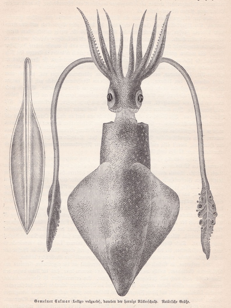 Sea Squid Ink Octopus 1883 Rare Antique Original Print Chromolithograph ...