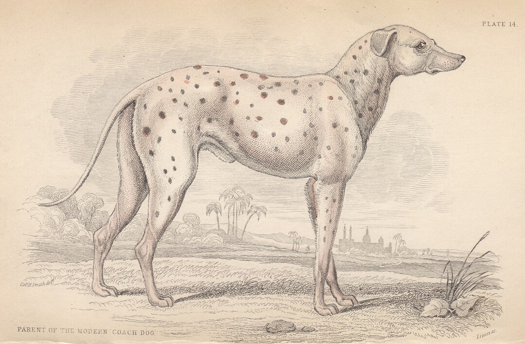 Rare Antique Original Dalmation Coach Dog 1840 Jardine Mammalia ...
