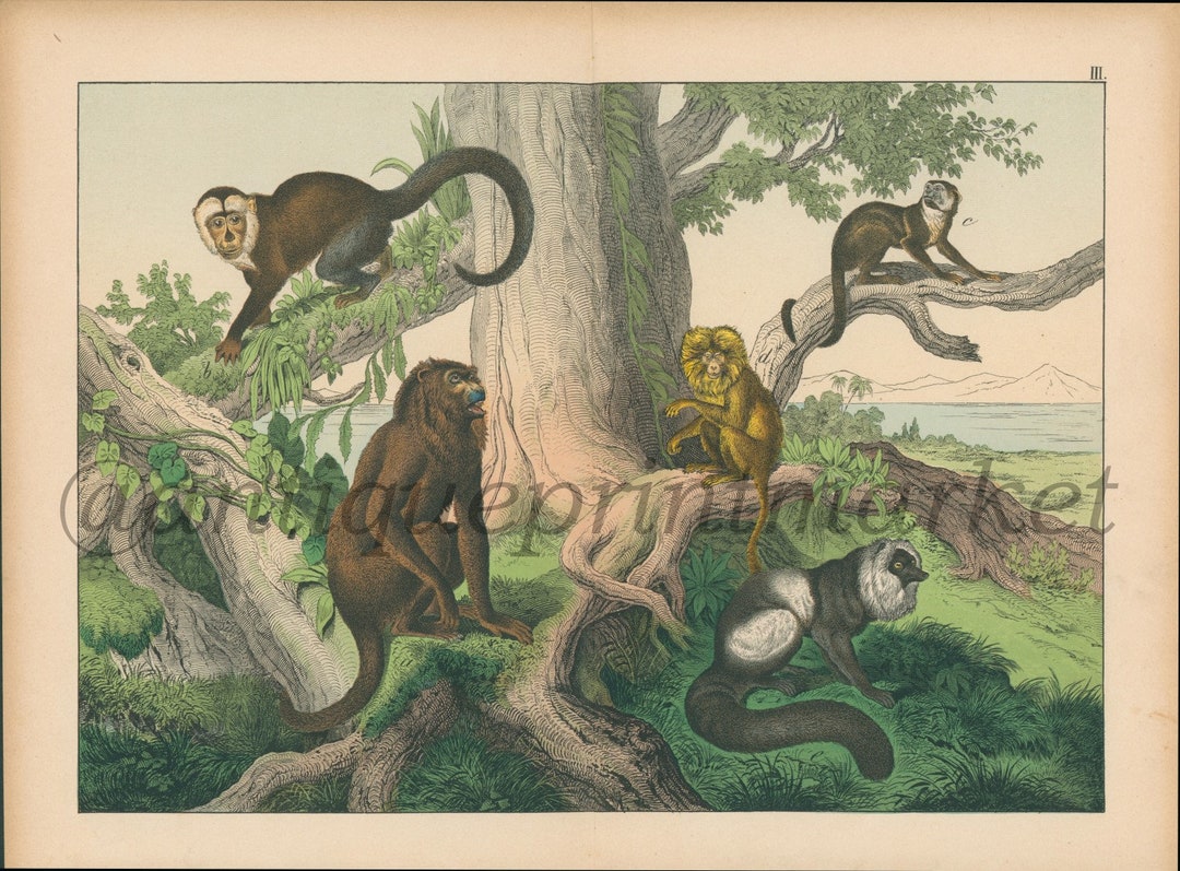 1889 Large Format Antique Monkeys Howler Monkey Jungle Apes Primates ...
