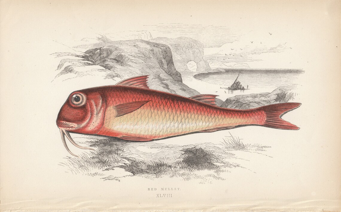 Rare Original Antique Red Mullet Fish Print 1865 A History of the ...