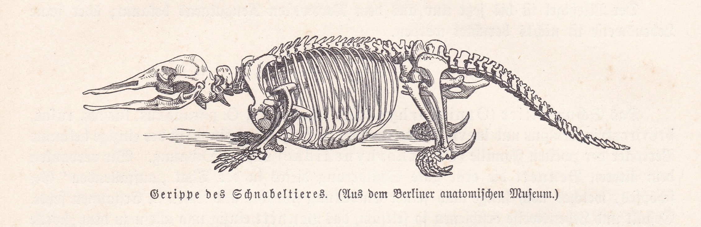 Platypus Skeleton