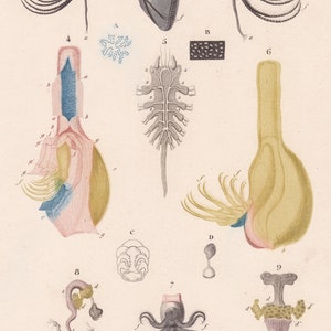 Antique Original Shell Barnacle Anatomy Print Charles D’orbigny ...