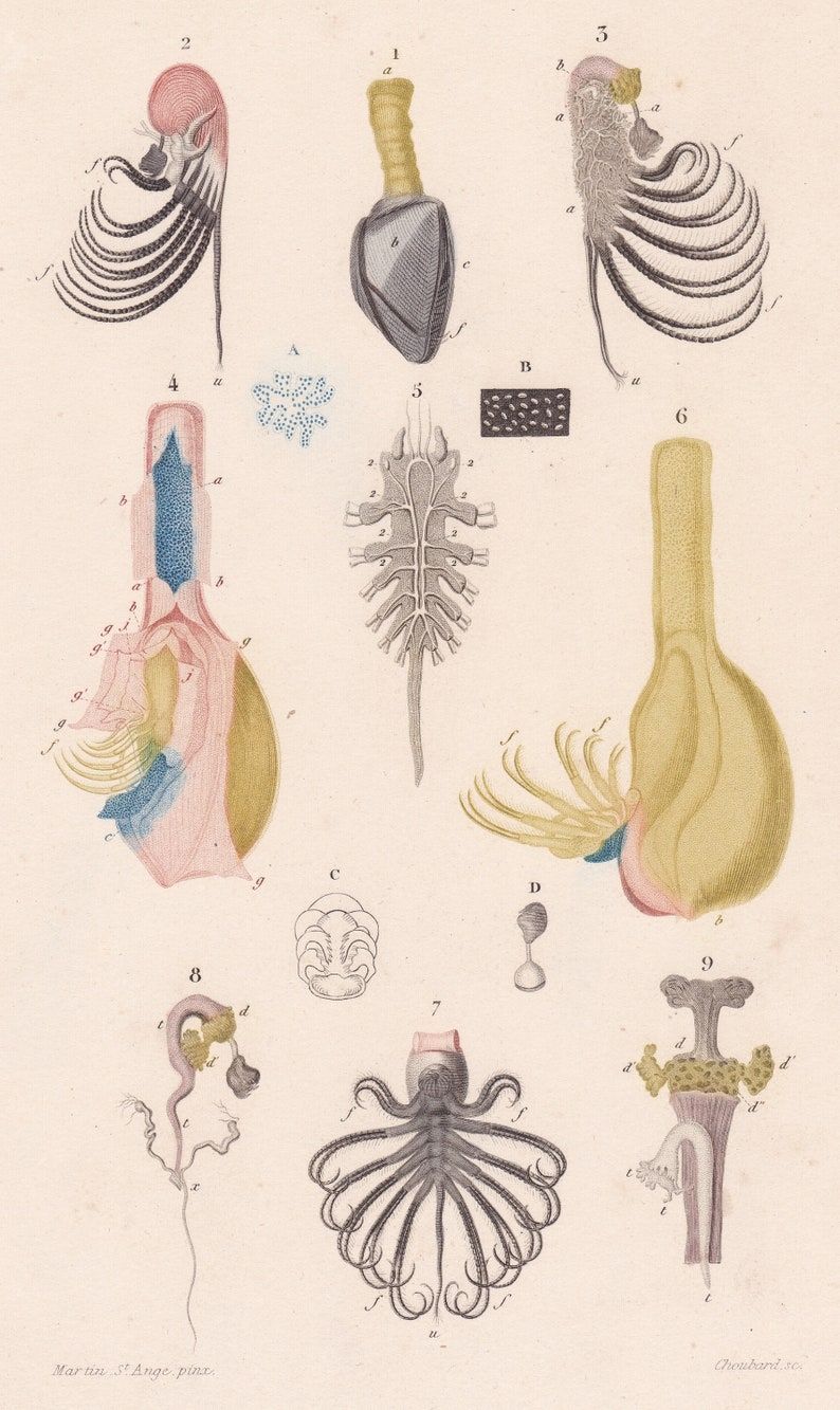 Antique Original Shell Barnacle Anatomy Print Charles D’orbigny ...
