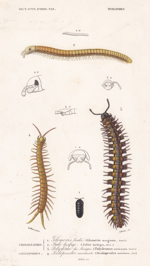 Centipede Anatomy