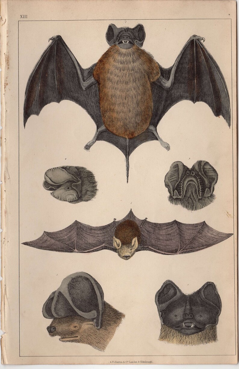 1856 Rare Antique Original Bat Print History of Earth and - Etsy