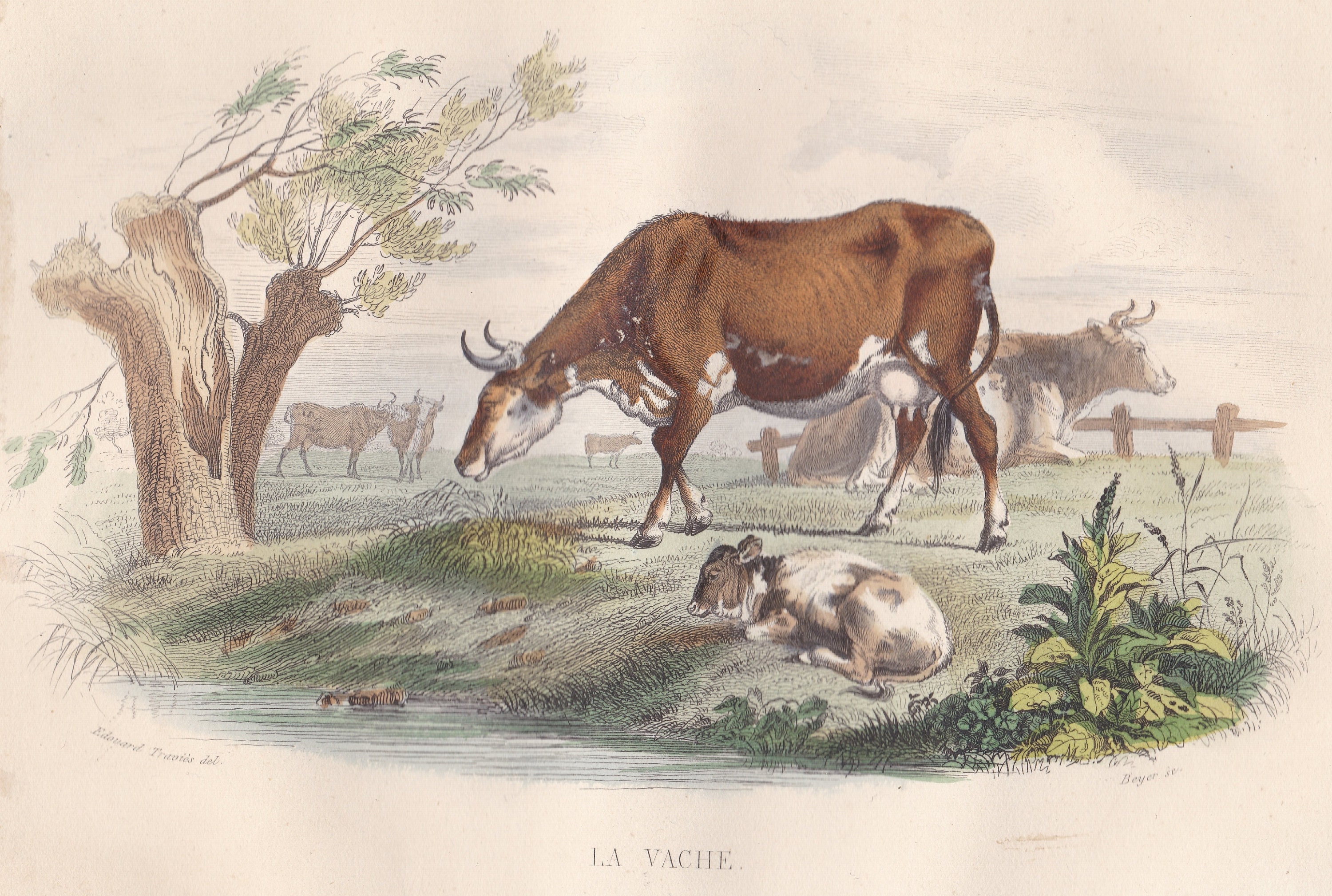 Original Antique Cow and Calf Farm Cattle Hand Colored Engraving From ...