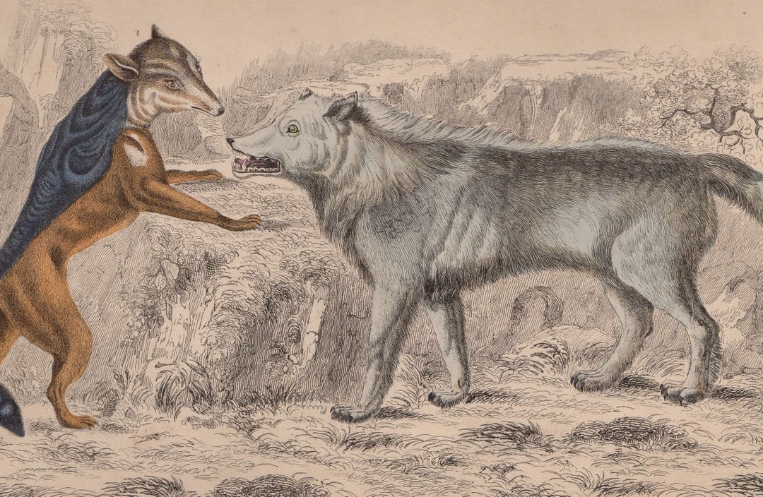 1856 Rare Antique Original Wolf Jackal Print History of Earth and ...