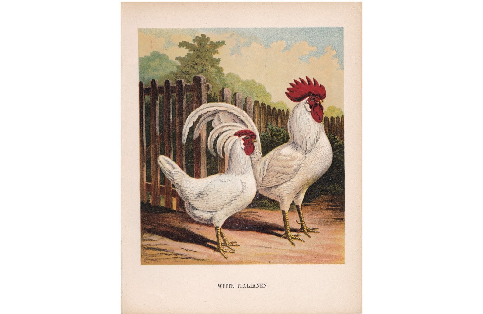 Antique Farmyard Chickens Hens Rooster Country Life Farming Eggs ...