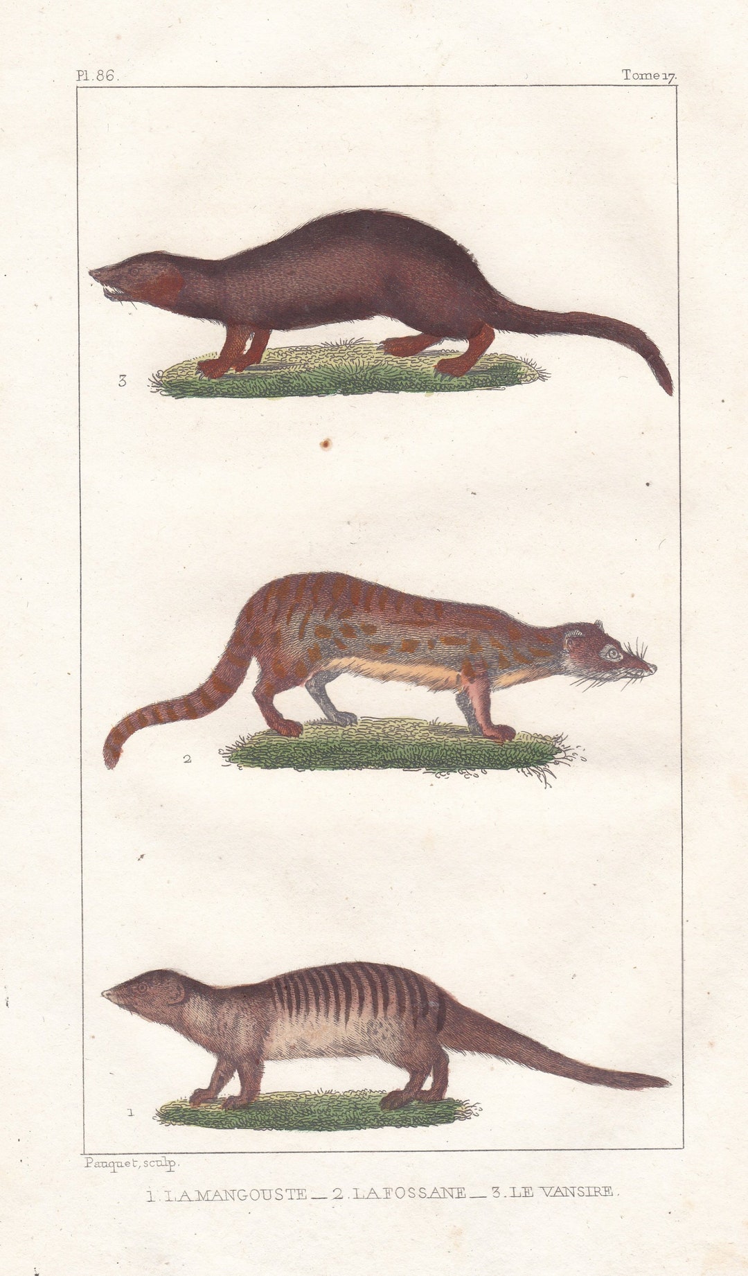 Original Antique Fossa Mongoose Hand Colored Engraving From Works of ...