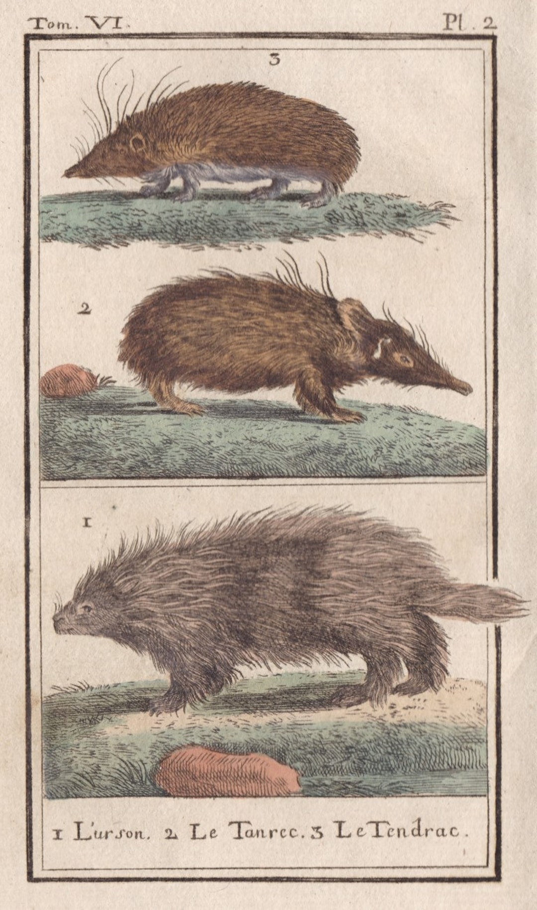 1787 Original Antique Shrew Rat Rodent Hand Colored Engraving From ...